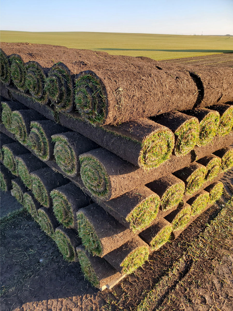Calgary Kentucky Blue Grass Sod - Sod Delivery – Direct Landscape Supply