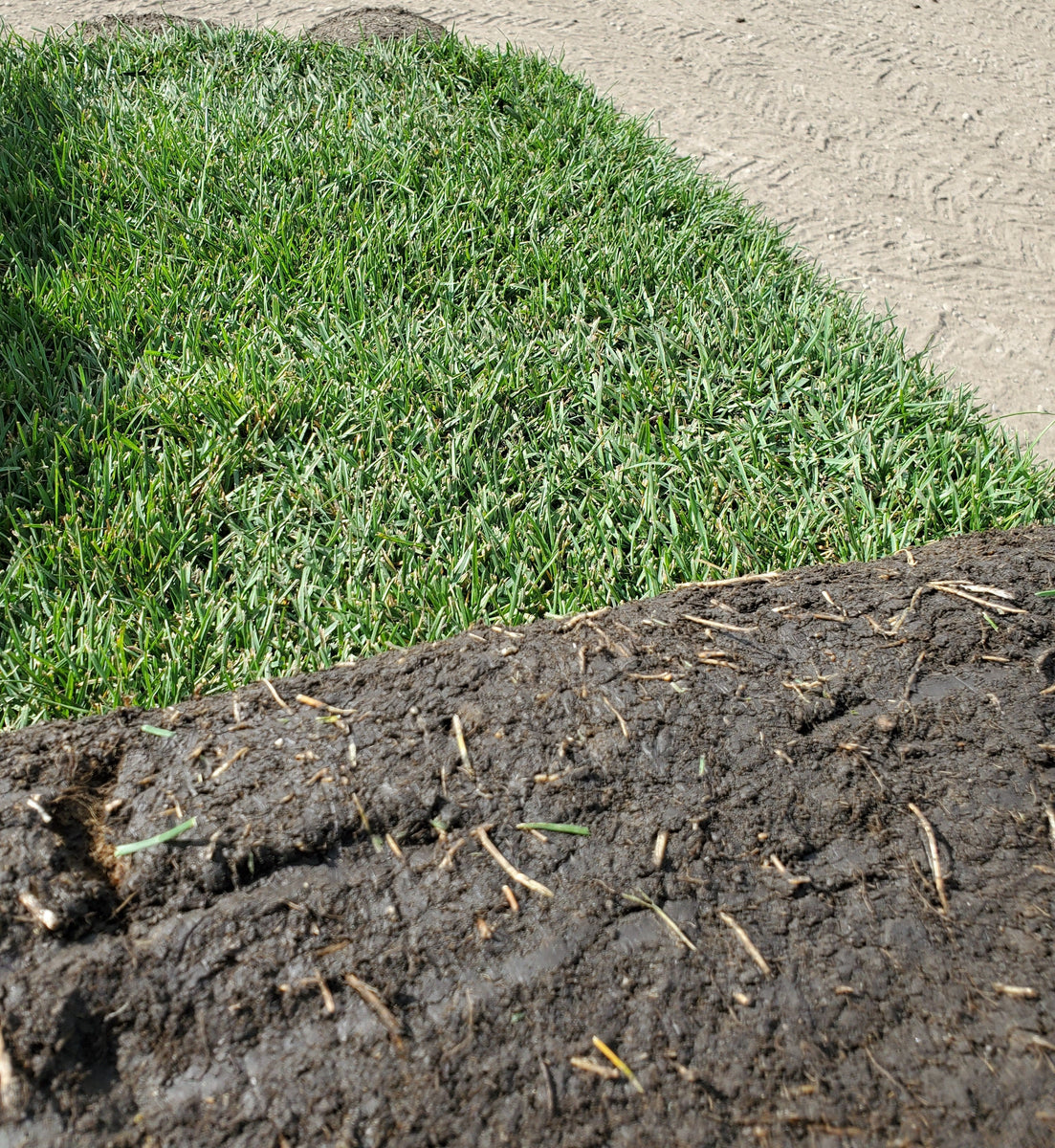 Kentucky Blue Grass Sod – Direct Landscape Supply